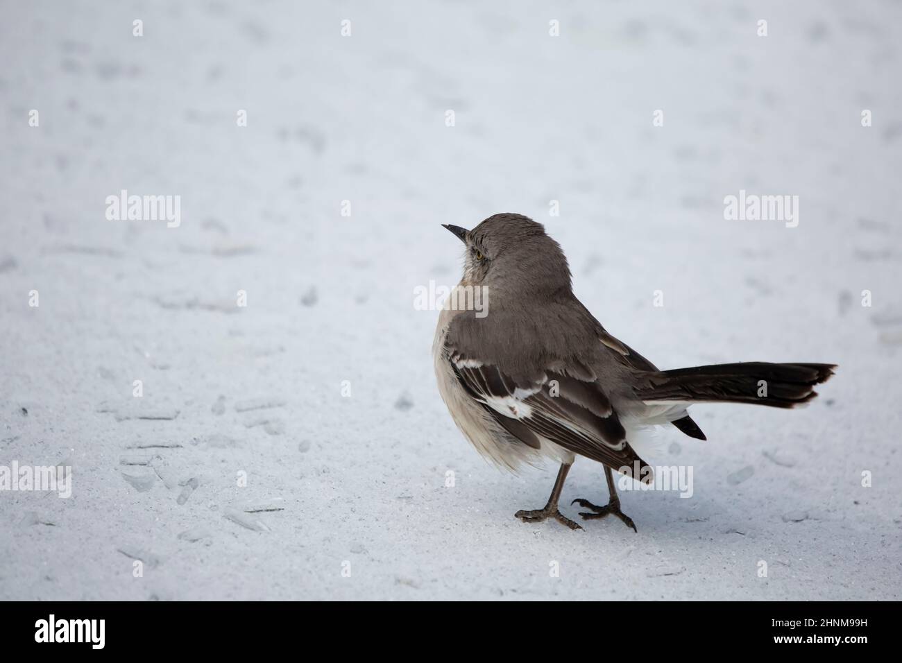 Northern mockingbird ground hi-res stock photography and images - Alamy