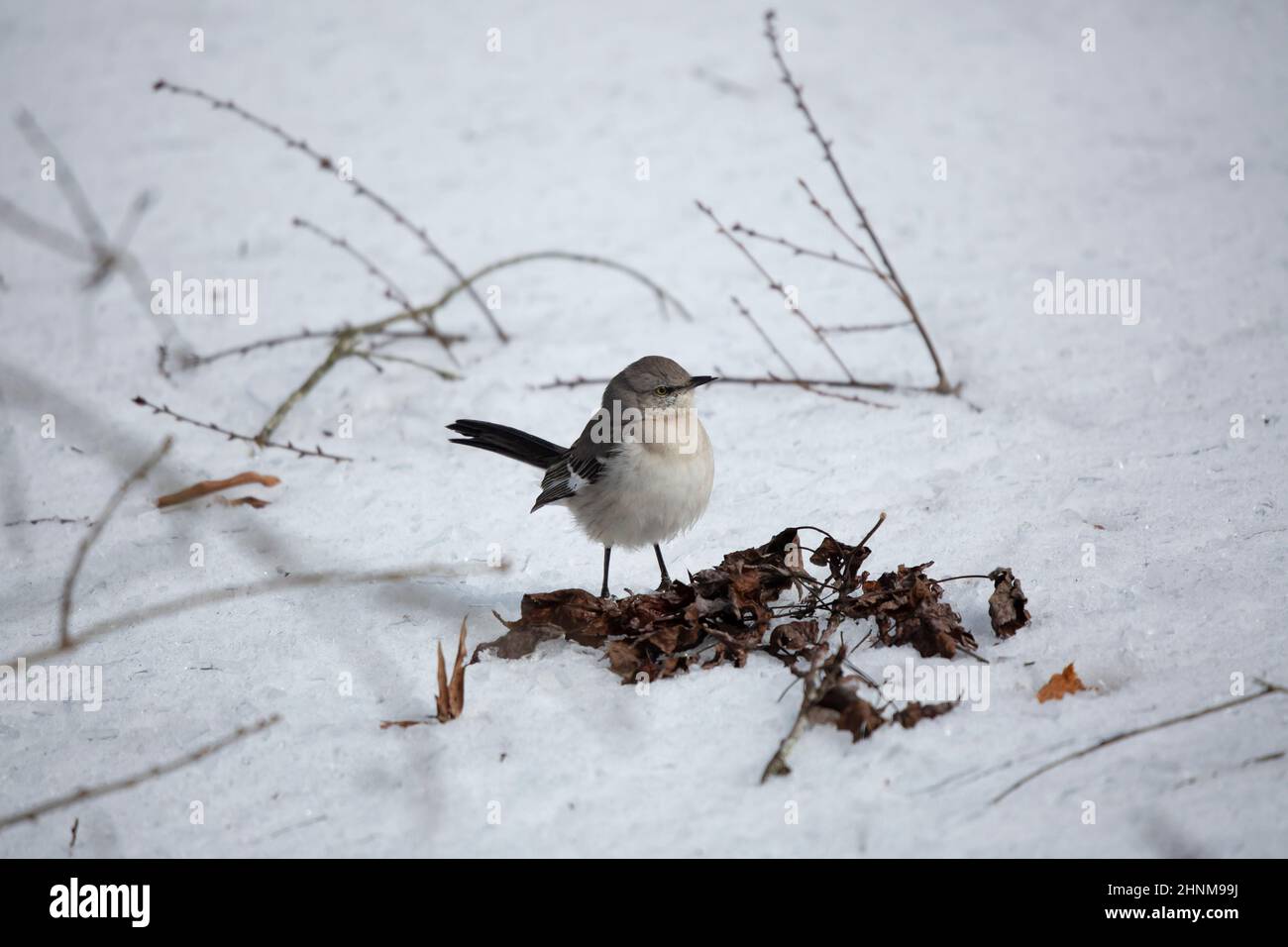 Northern mockingbird ground hi-res stock photography and images - Alamy