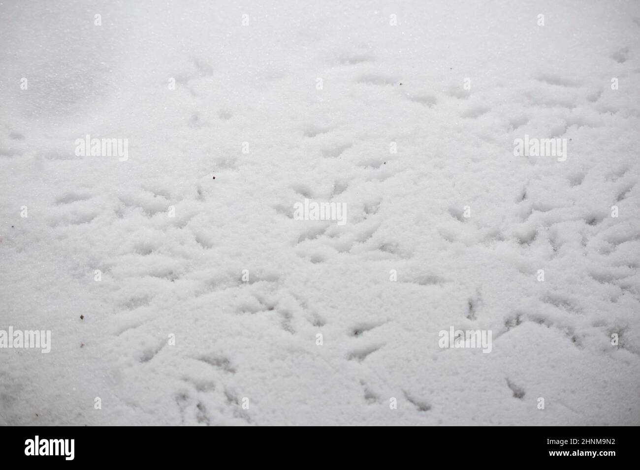 Bird tracks indented chaotically into the shallow snow Stock Photo - Alamy
