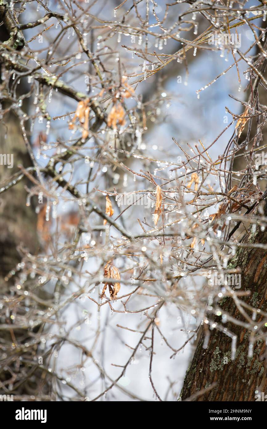 Ice covering tree limbs hi-res stock photography and images - Alamy