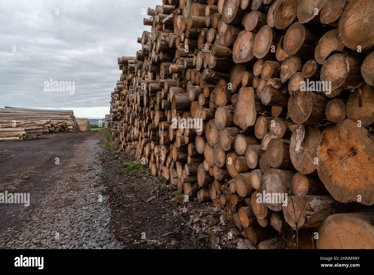 Wood storage of a sawmill Stock Photo - Alamy