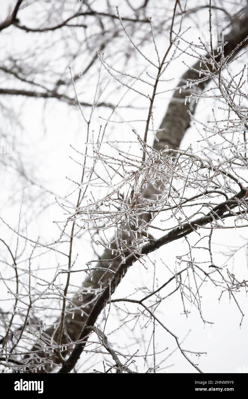 Ice covering tree limbs hi-res stock photography and images - Alamy