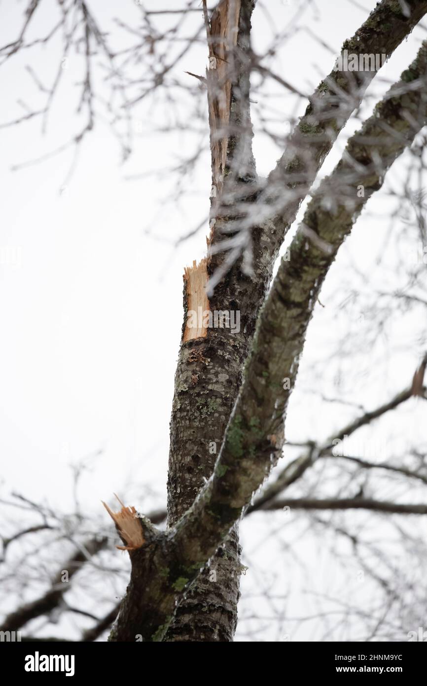 Broken tree trunk where a limb has fallen off on a dreary, gray day ...