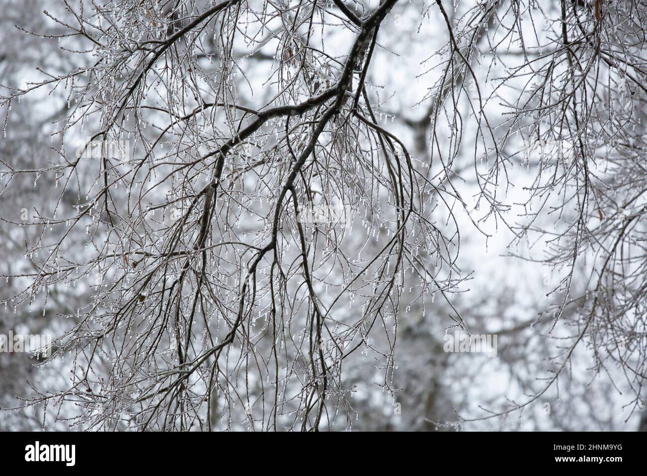 Ice covering tree limbs hi-res stock photography and images - Alamy