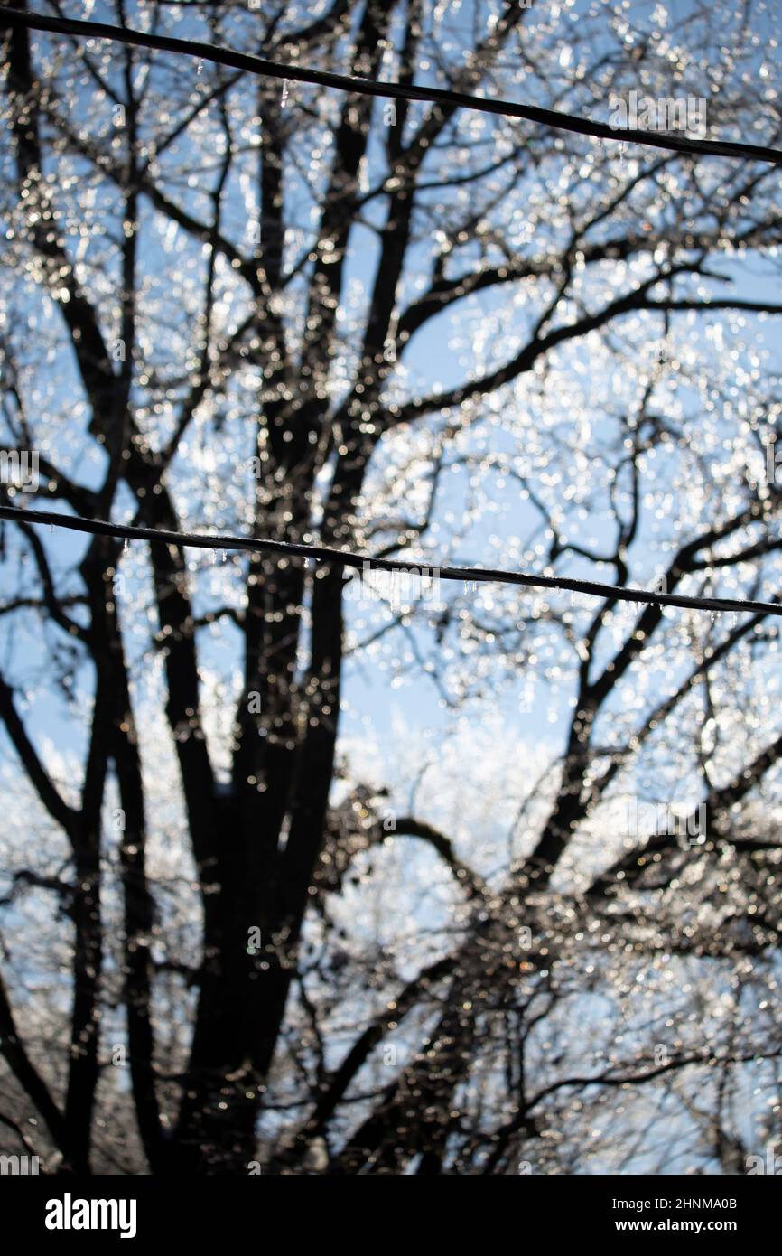 Ice covering a powerline in front of an ice-covered tree Stock Photo ...