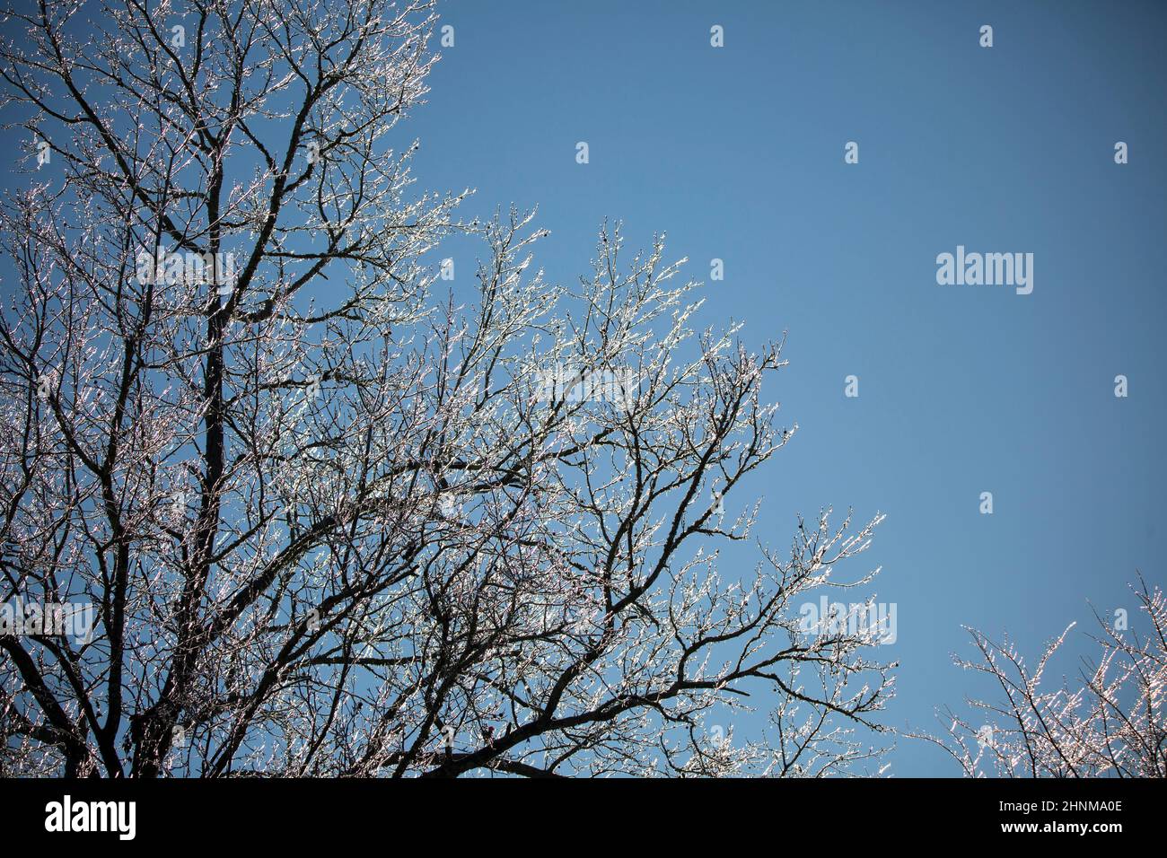 Ice covering tree limbs hi-res stock photography and images - Alamy