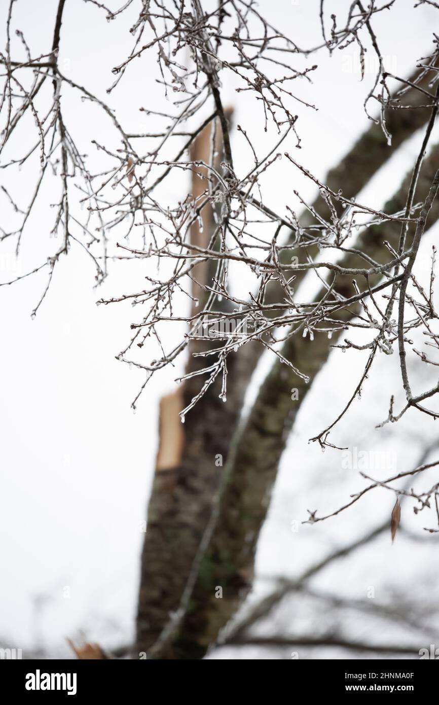 Broken tree trunk where a limb has fallen off on a dreary, gray day ...