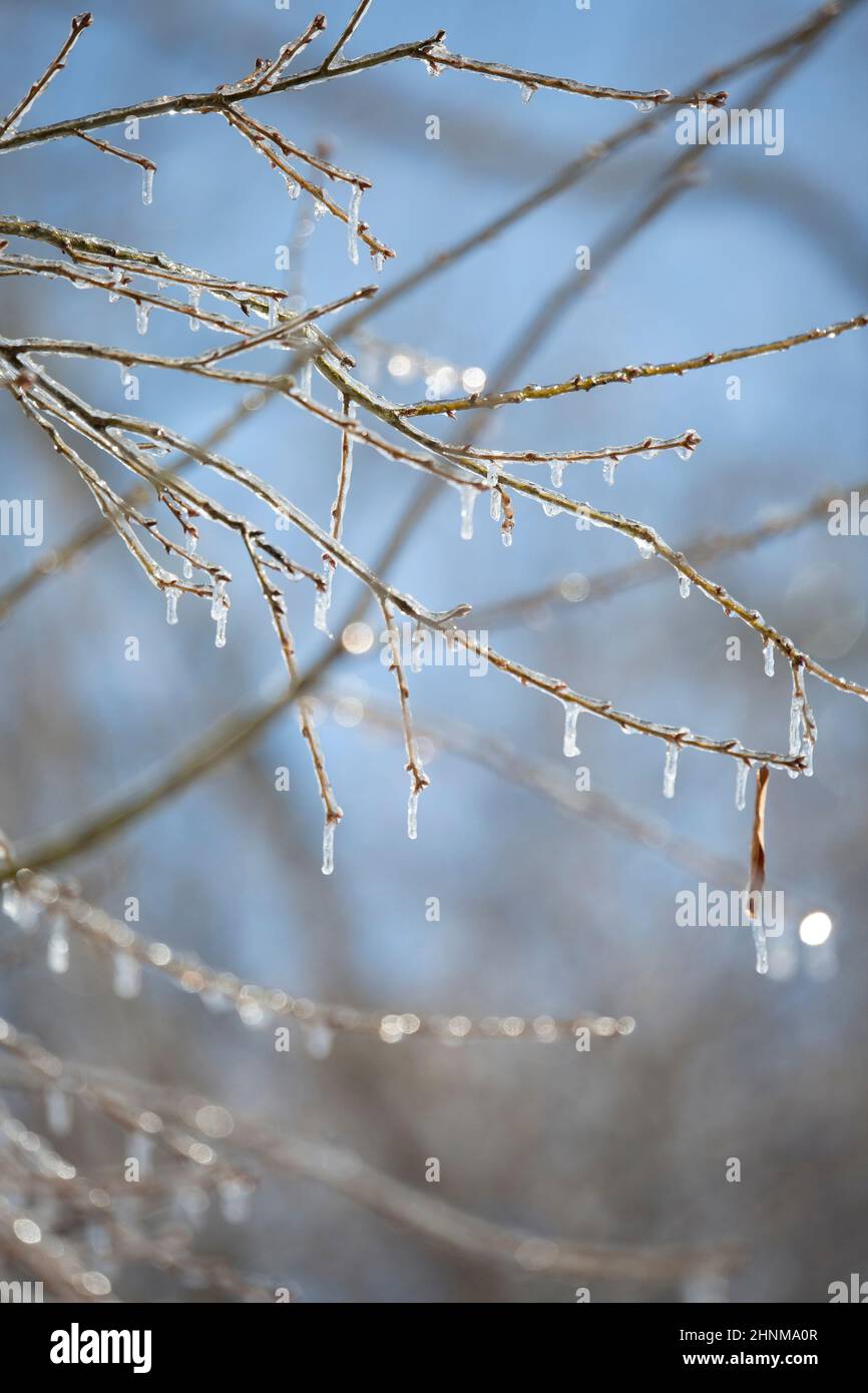 Ice covering tree limbs hi-res stock photography and images - Alamy