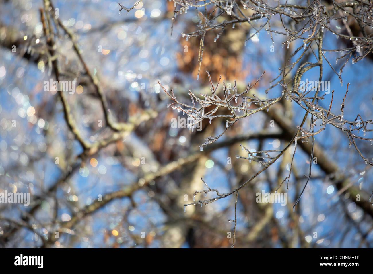 Ice covering tree limbs hi-res stock photography and images - Alamy