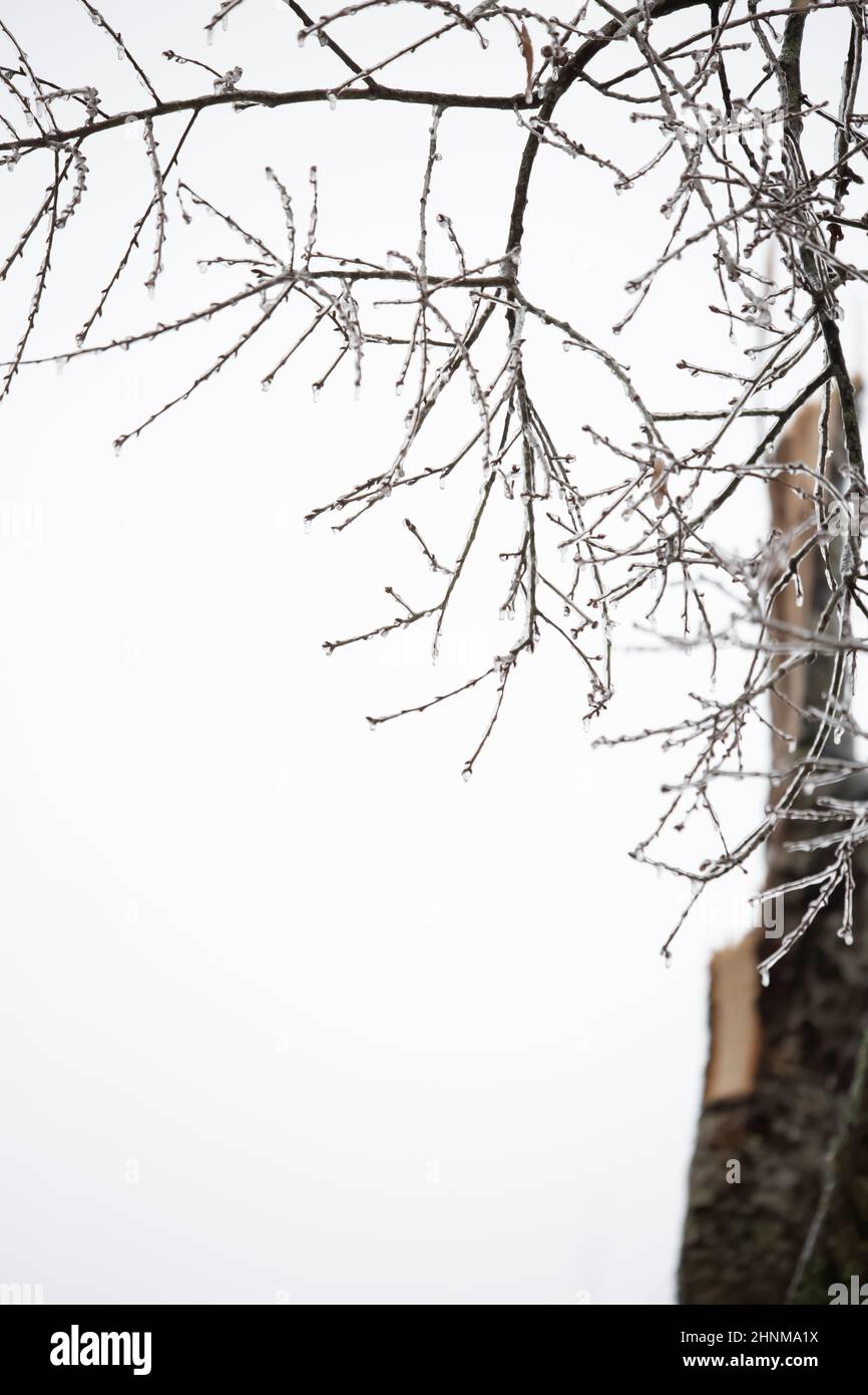 Broken tree trunk where a limb has fallen off on a dreary, gray day ...