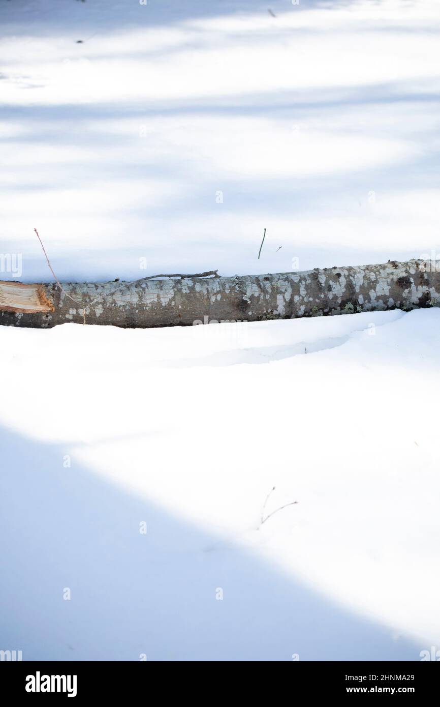 Fallen tree branch partially buried in snow and sleet Stock Photo - Alamy