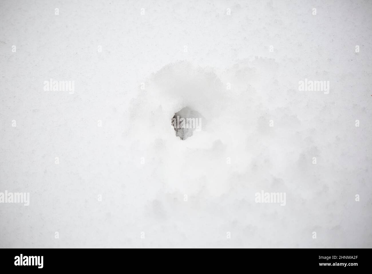 Small animal burrow hole in the snow-covered ground Stock Photo - Alamy