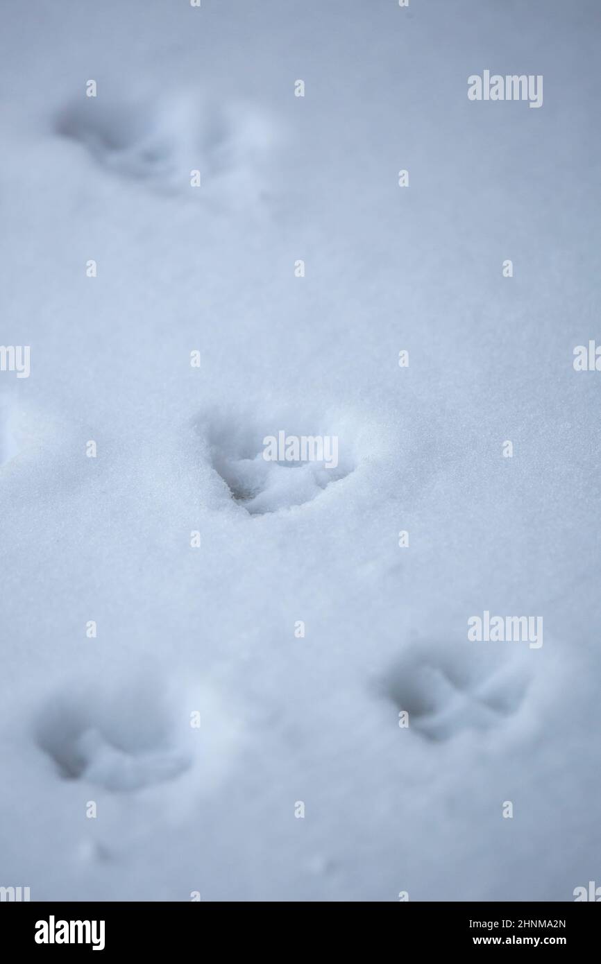 Cat tracks in ground hi-res stock photography and images - Alamy