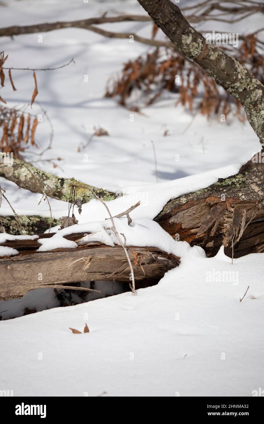 Broken tree limb hi-res stock photography and images - Alamy