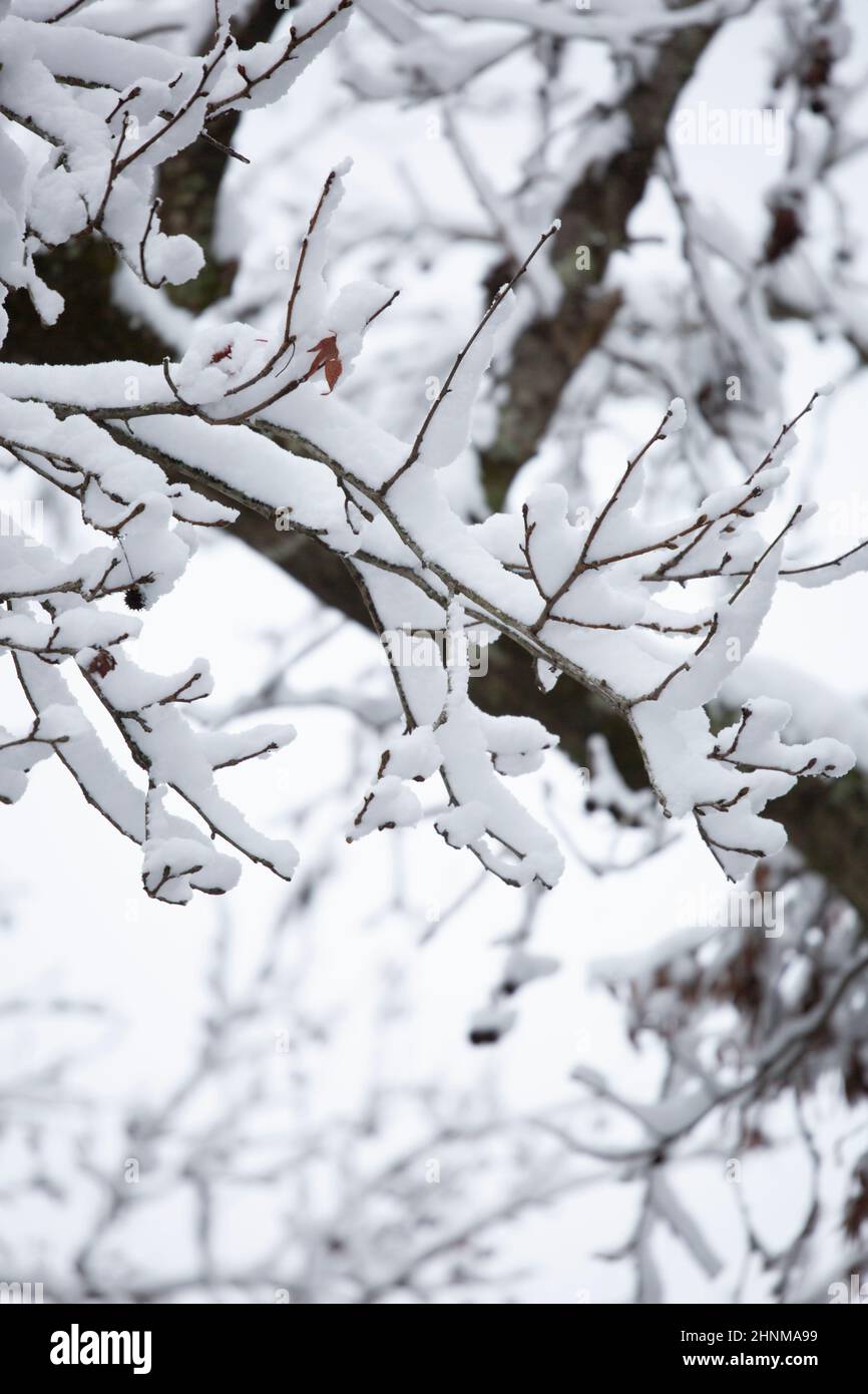 Tree limbs lightly dusted with snow on a cold, gray day Stock Photo - Alamy