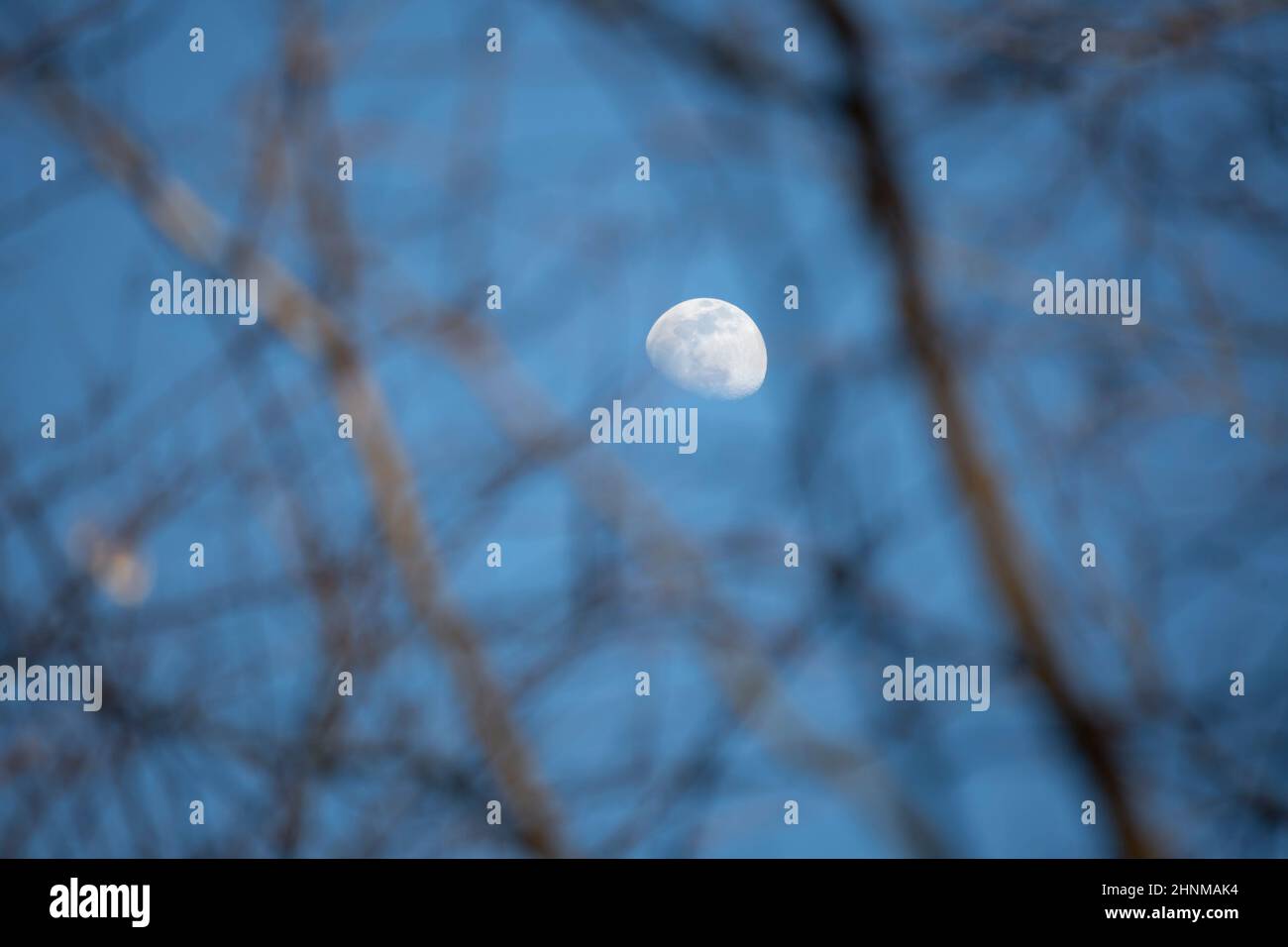 Moon visible in a dusky sky through bramble Stock Photo - Alamy
