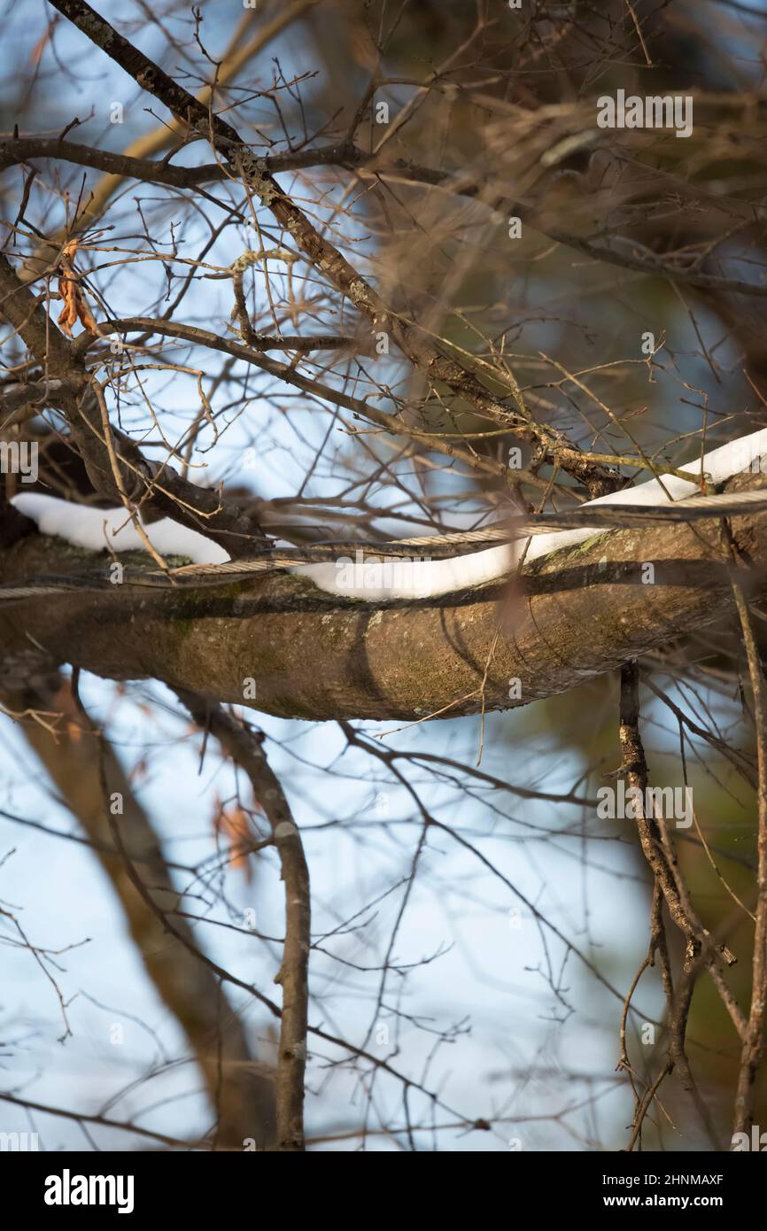 Snow along a tree limb behind a powerline Stock Photo - Alamy