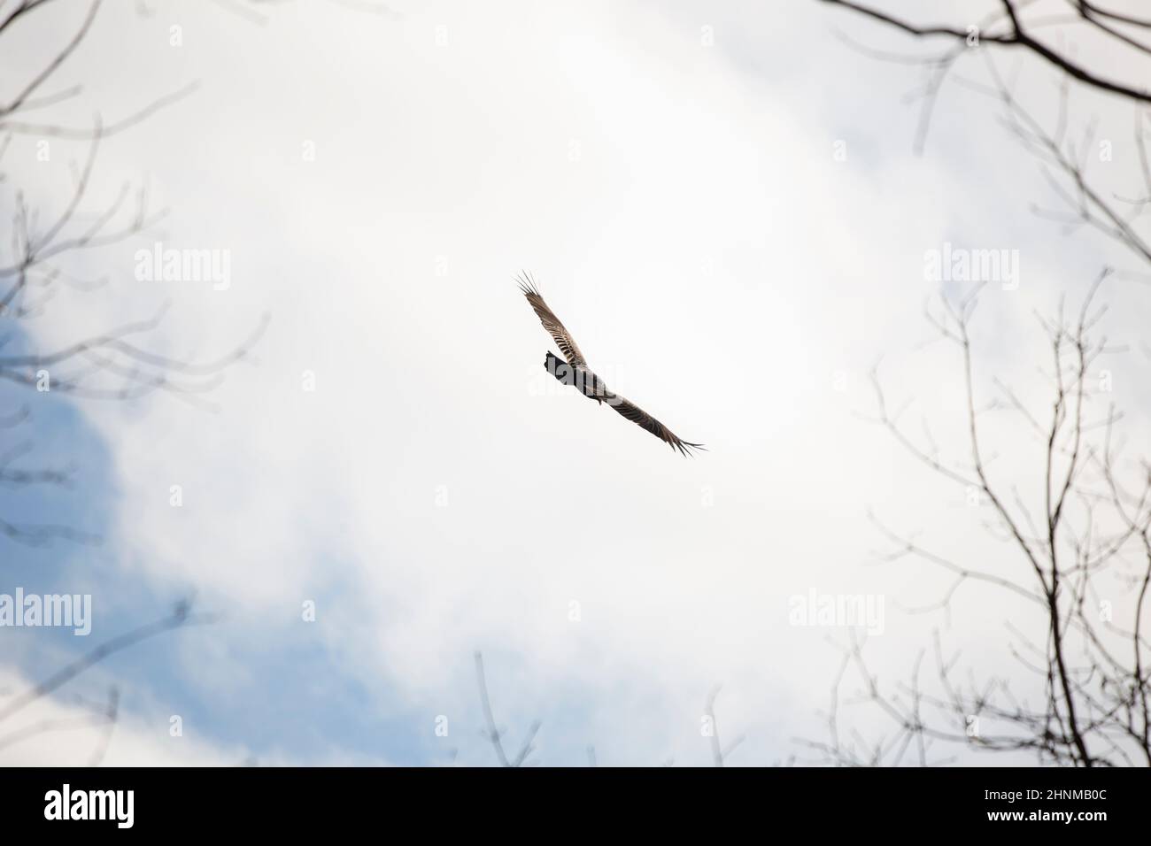 Turkey vulture (Cathartes aura) making an in-flight turn Stock Photo ...