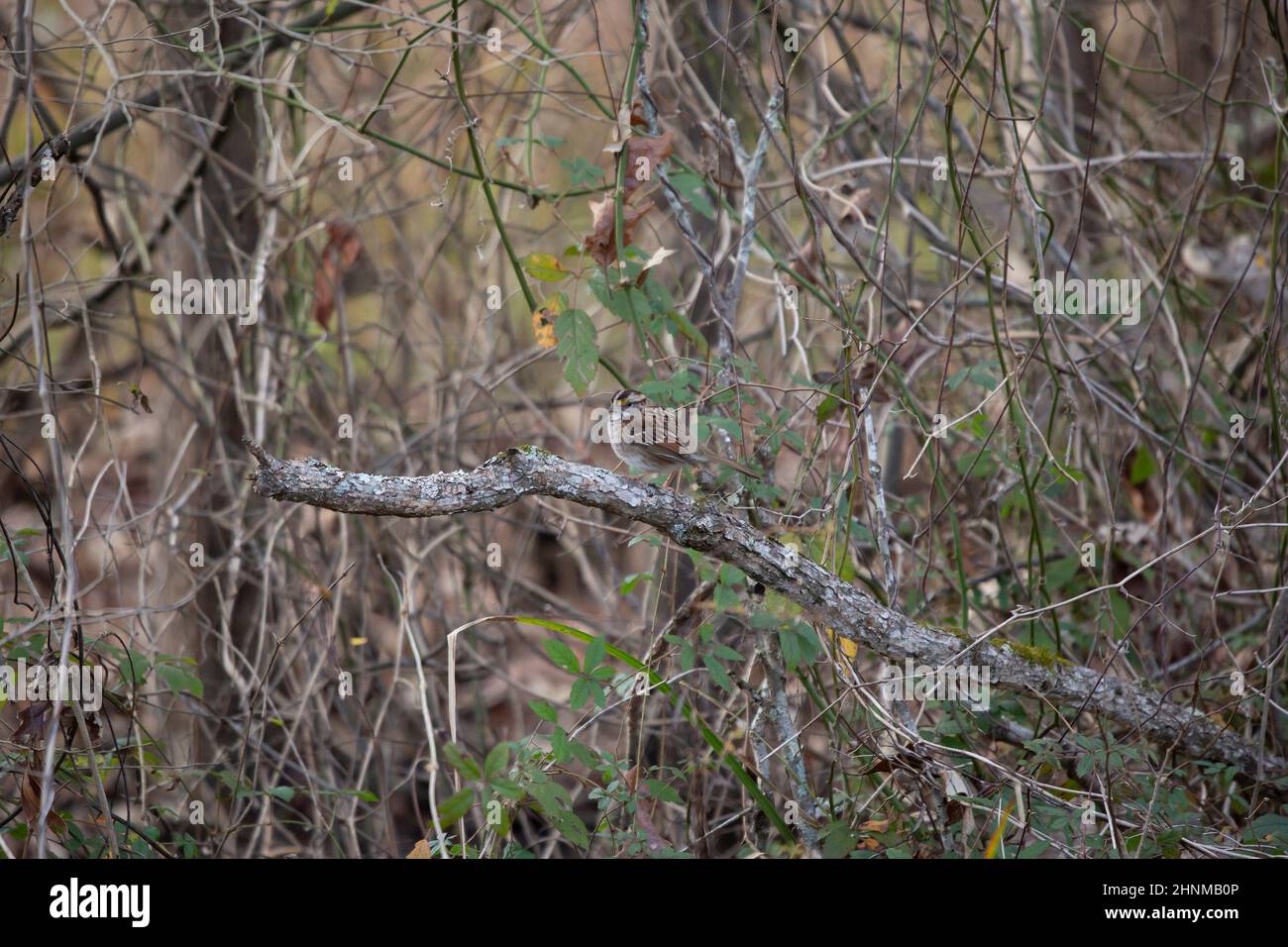 Curious white-throated sparrow (Zonotrichia albicollis) looking around ...