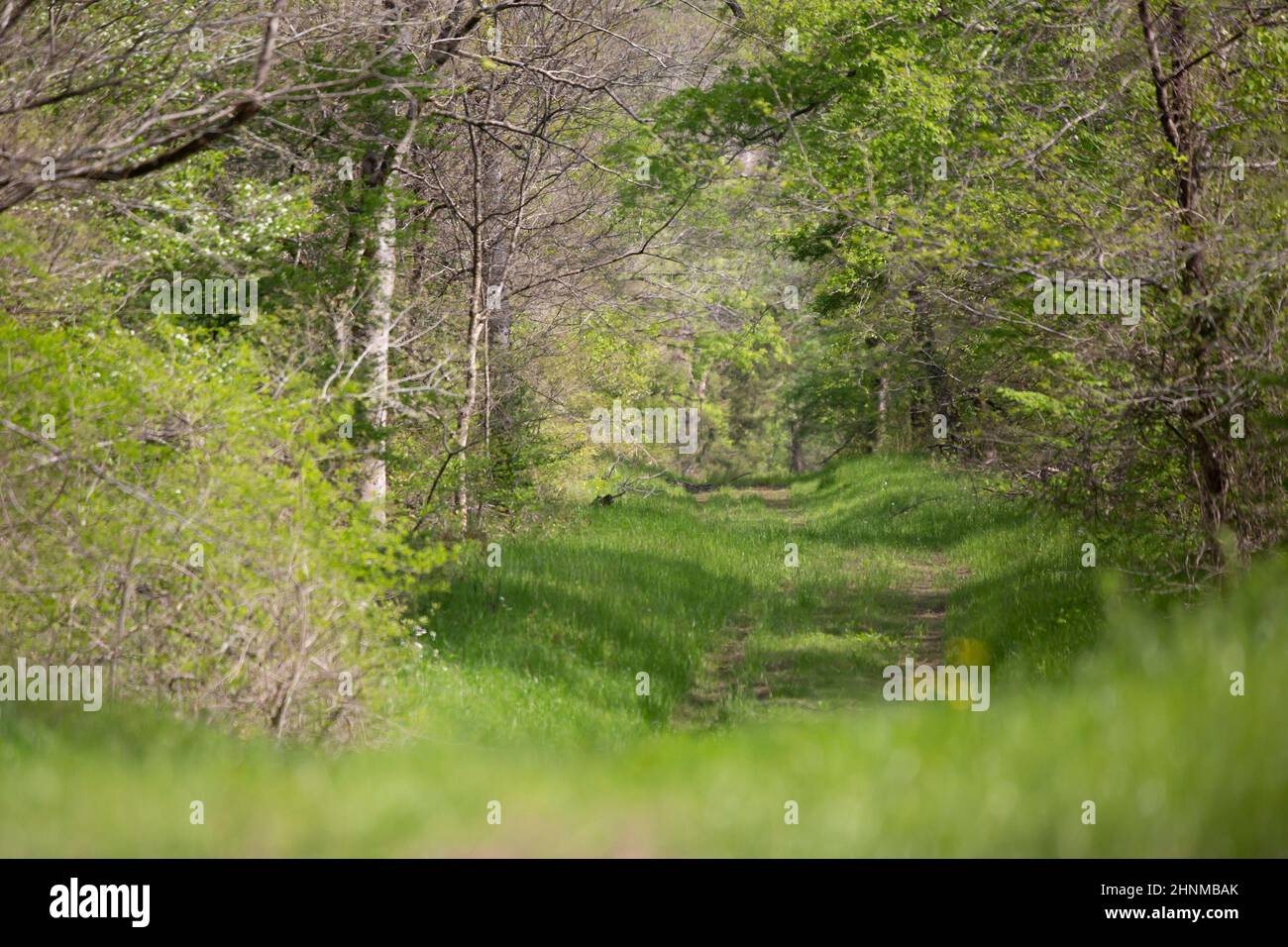 Thin, hilly path through a forest for an all-terrain vehicle (ATV Stock ...