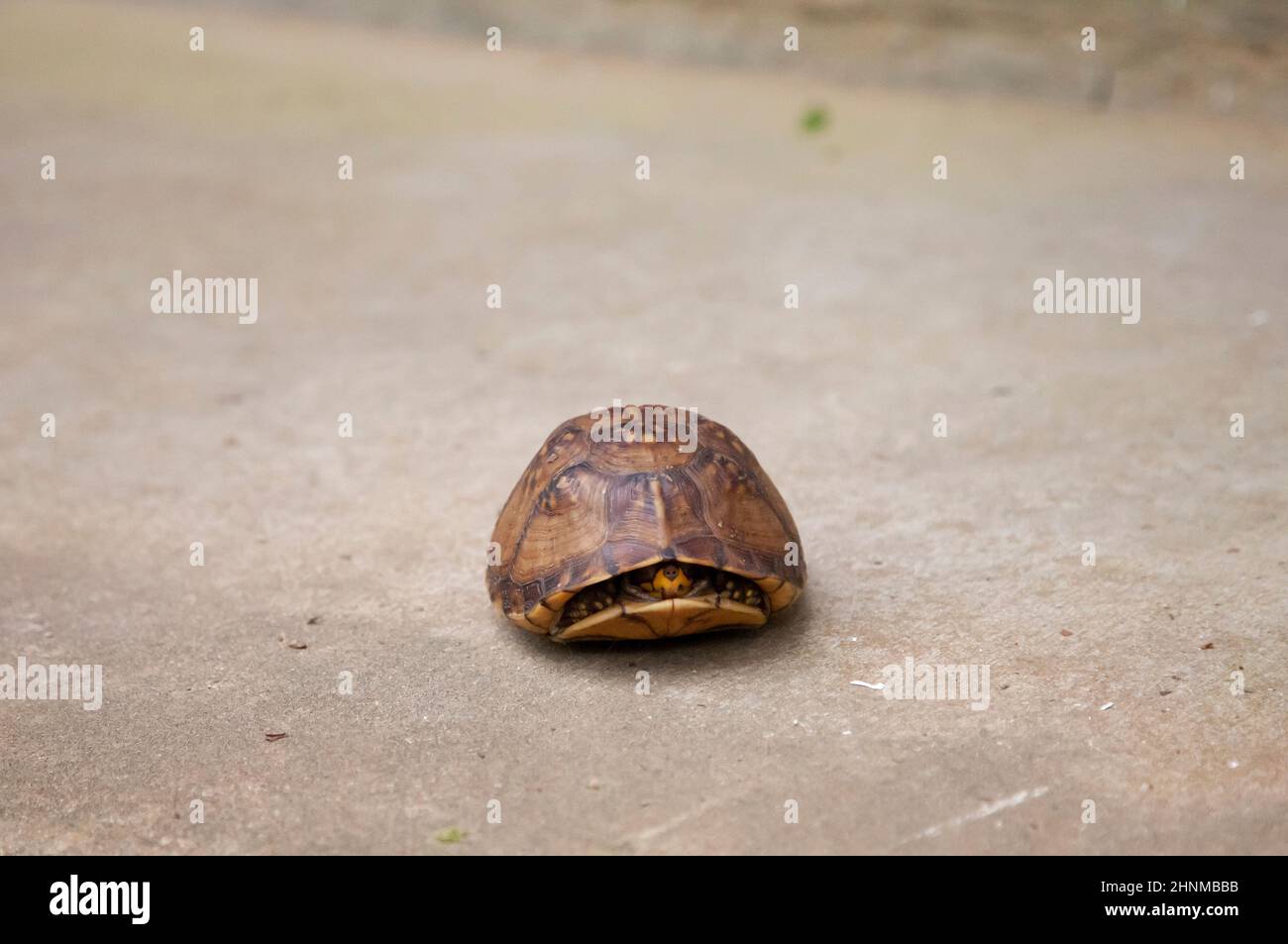 Eastern box turtle (Terrapene carolina carolina) in its shell on cement ...