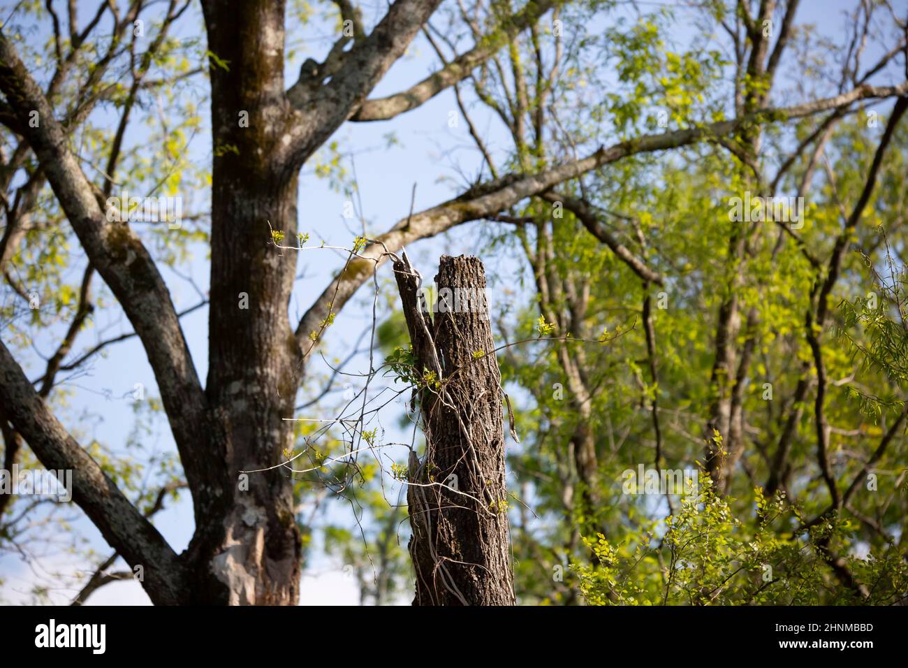 Damaged, diseased tree at the edge of a forest Stock Photo - Alamy