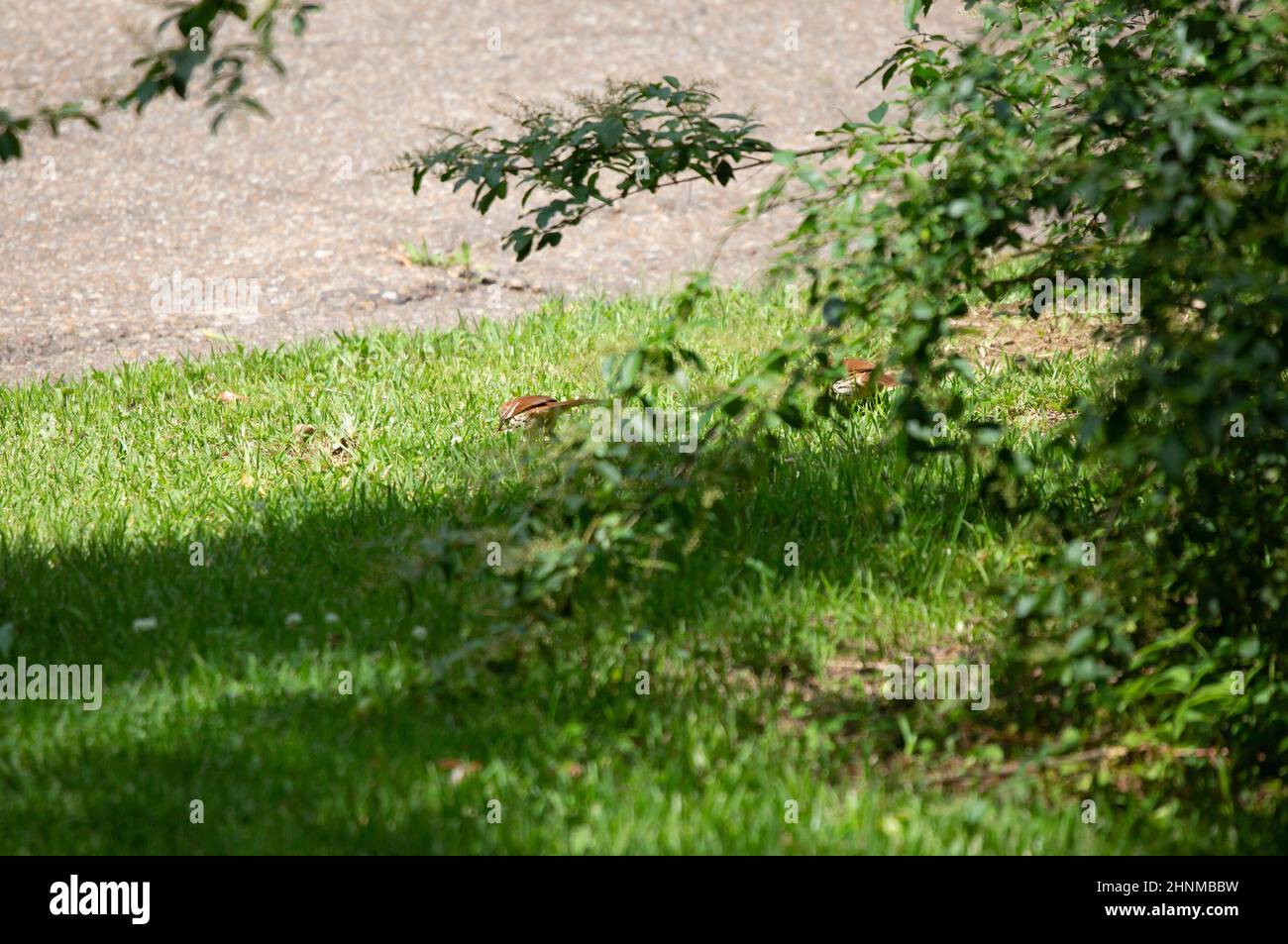 Brown thrasher (Toxostoma rufum) foraging for worms in a yard Stock ...
