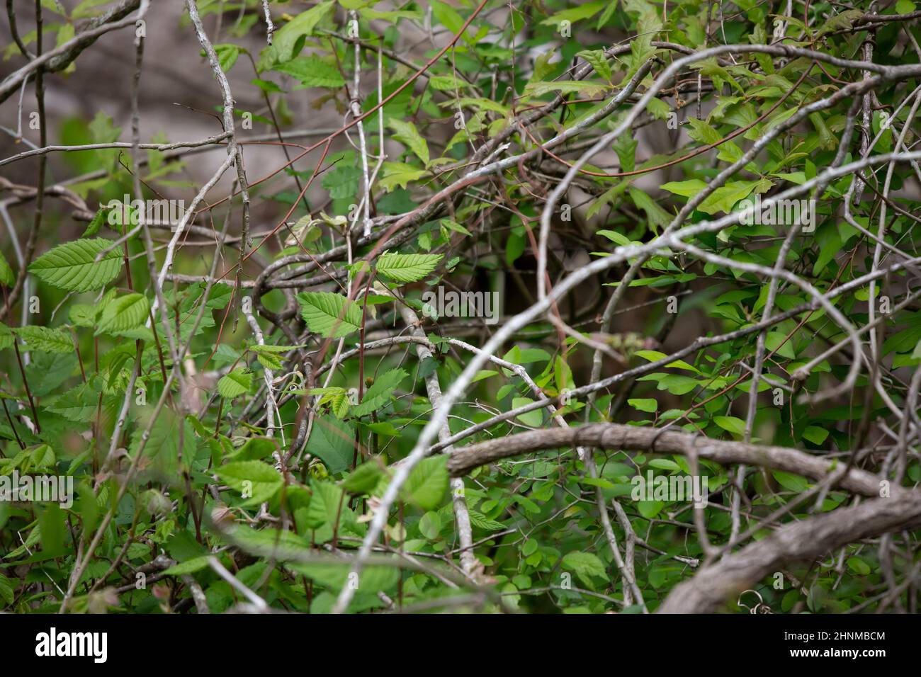 Woodland debris background hi-res stock photography and images - Alamy