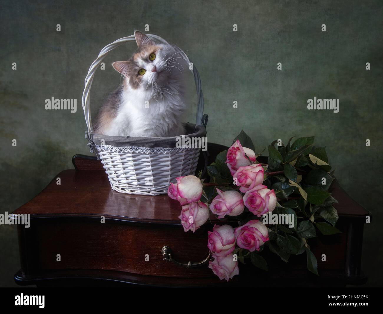 Pink roses cat hi-res stock photography and images - Alamy