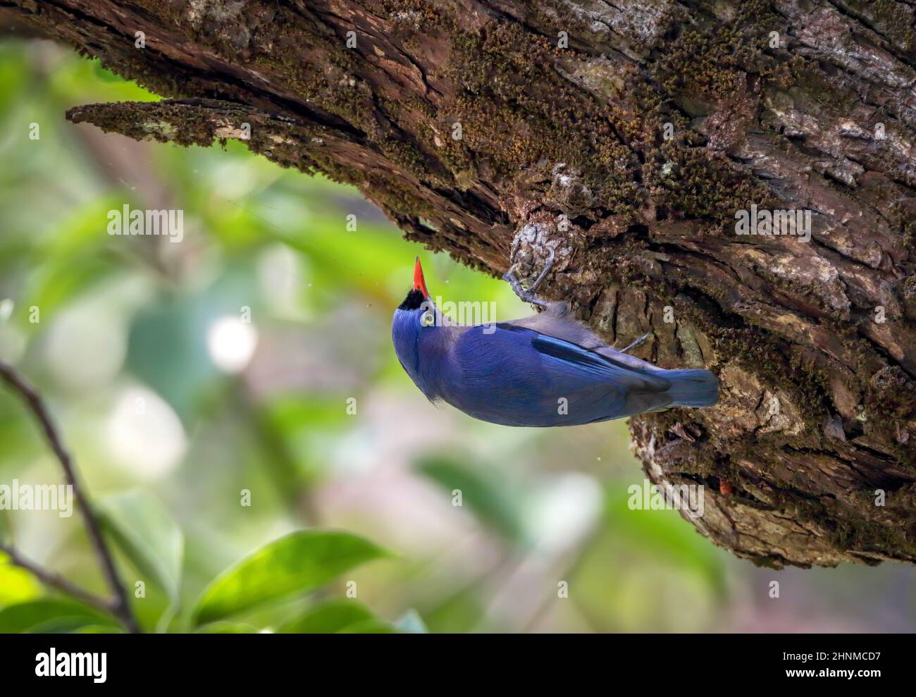 Velvet-fronted nuthatch is a small passerine bird in the nuthatch ...