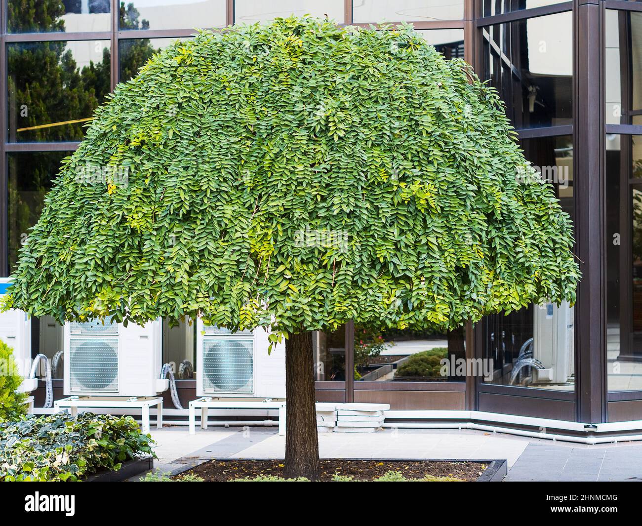 Decorative trimmed green tree on the lawn in the courtyard in front of ...