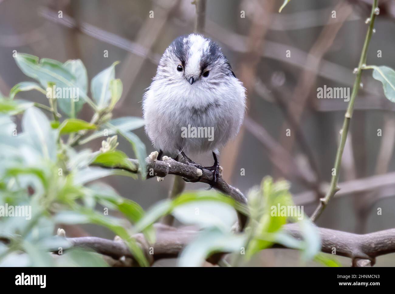 Beautiful shot of a bird in a forest during the day Stock Photo - Alamy