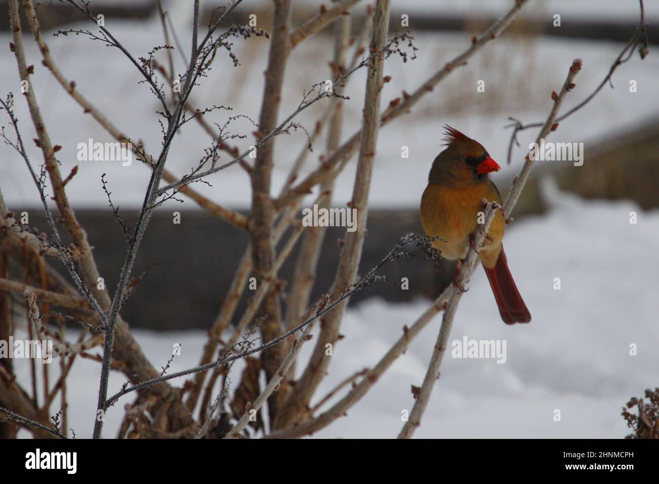 Beautiful cardinal hi-res stock photography and images - Alamy