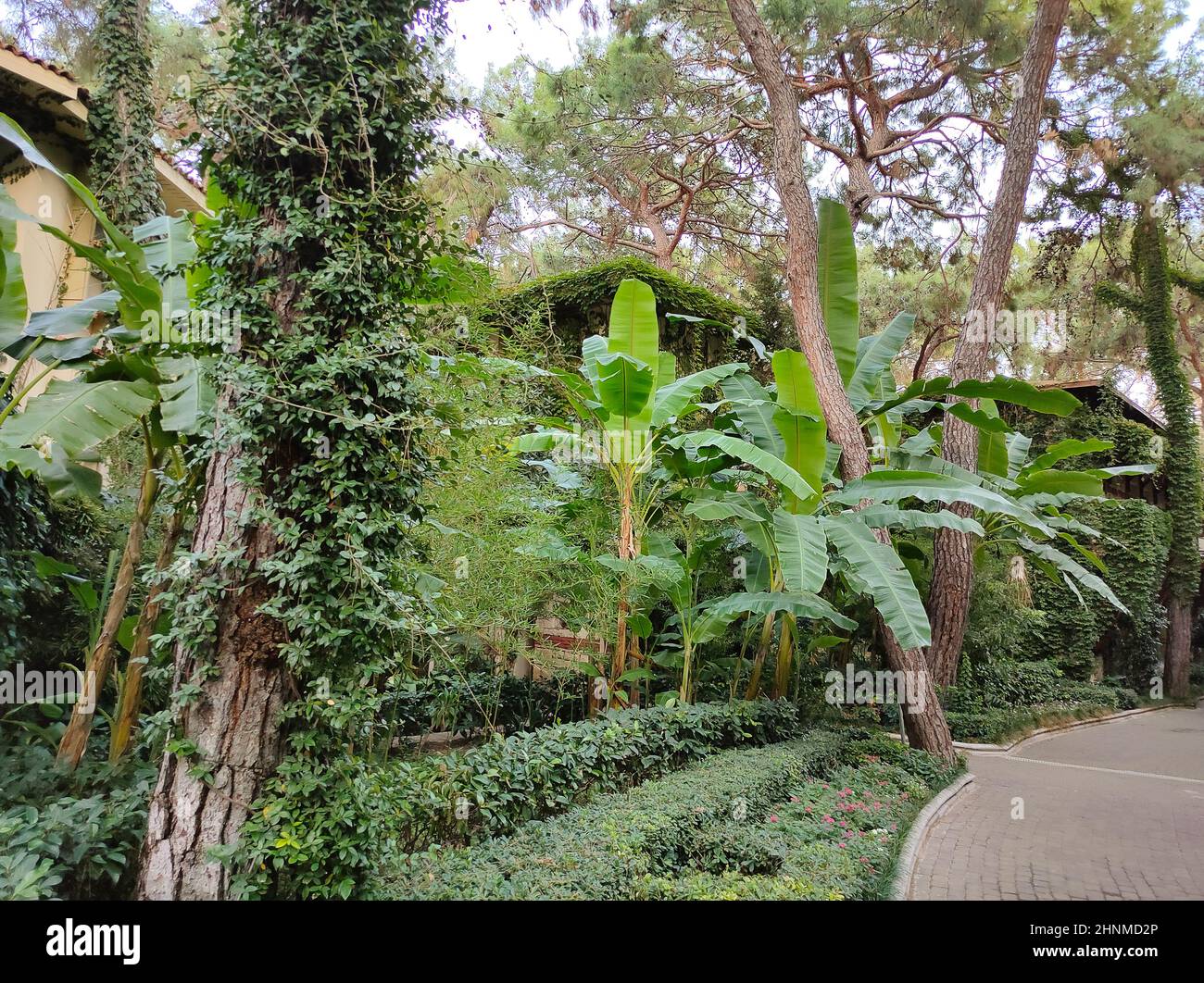 Exotic palm tree body and leaves background, close up Stock Photo - Alamy