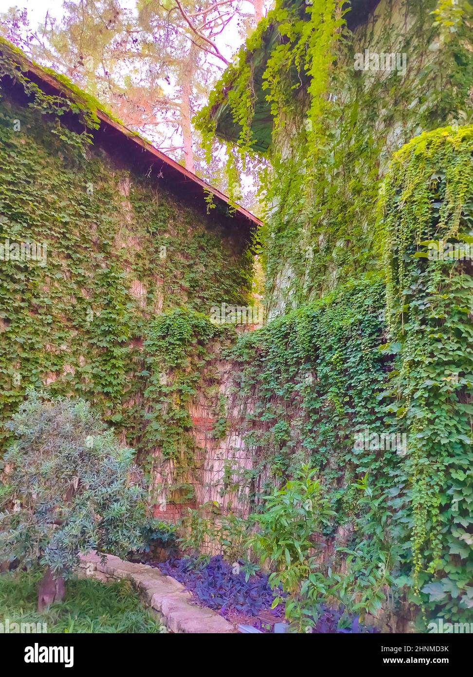 Exotic palm tree body and leaves background, close up Stock Photo - Alamy