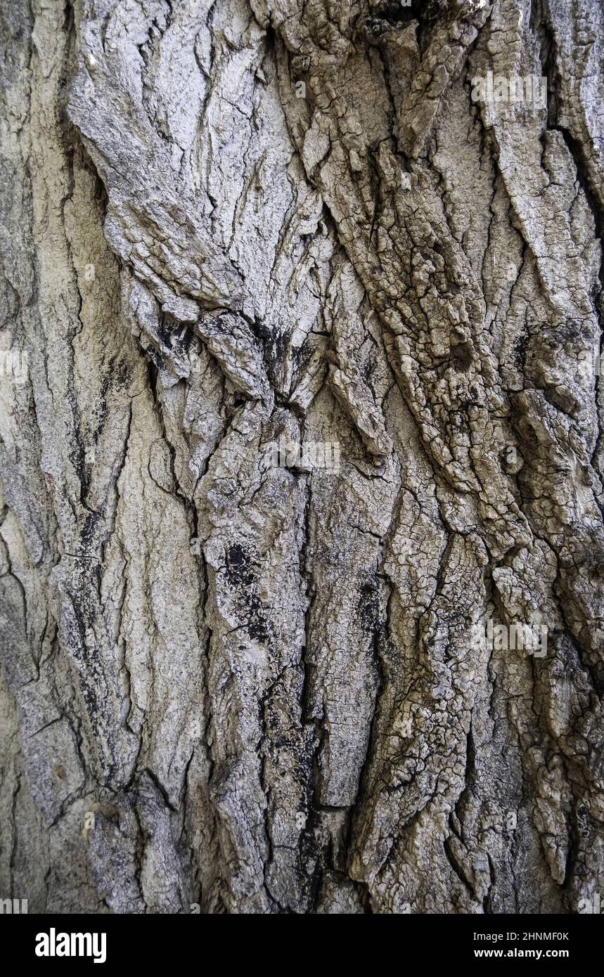 Detail of old rough and embossed tree bark, nature Stock Photo - Alamy