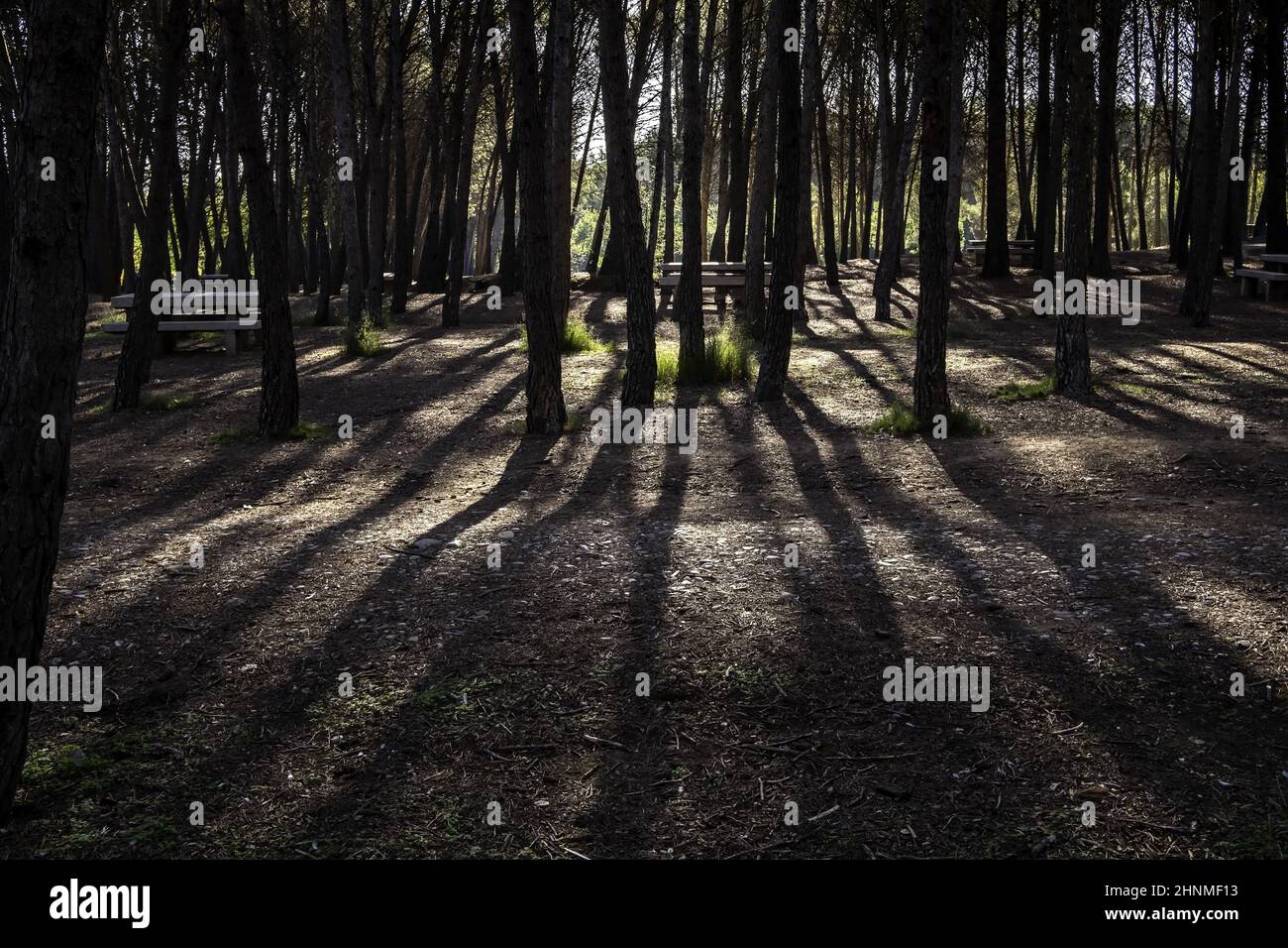 Deep forest detail in nature, shadow in summer day Stock Photo - Alamy