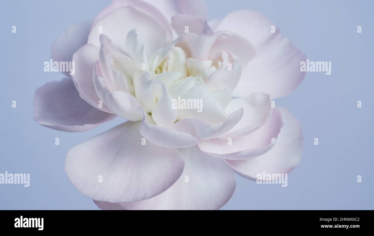 Soft pink carnation petals hi-res stock photography and images - Alamy