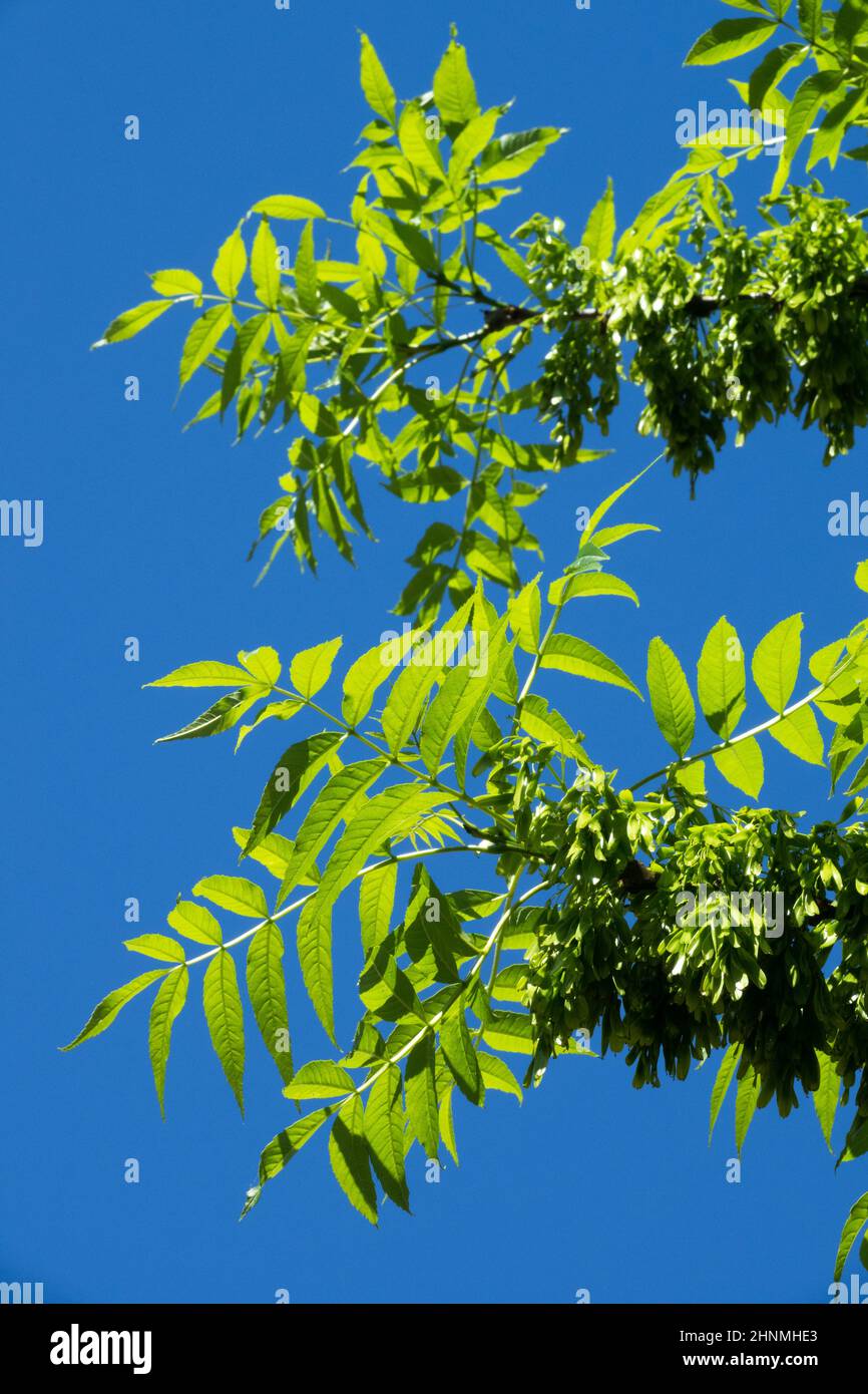 European ash / common ash Fraxinus excelsior leaves on branch Fraxinus ...
