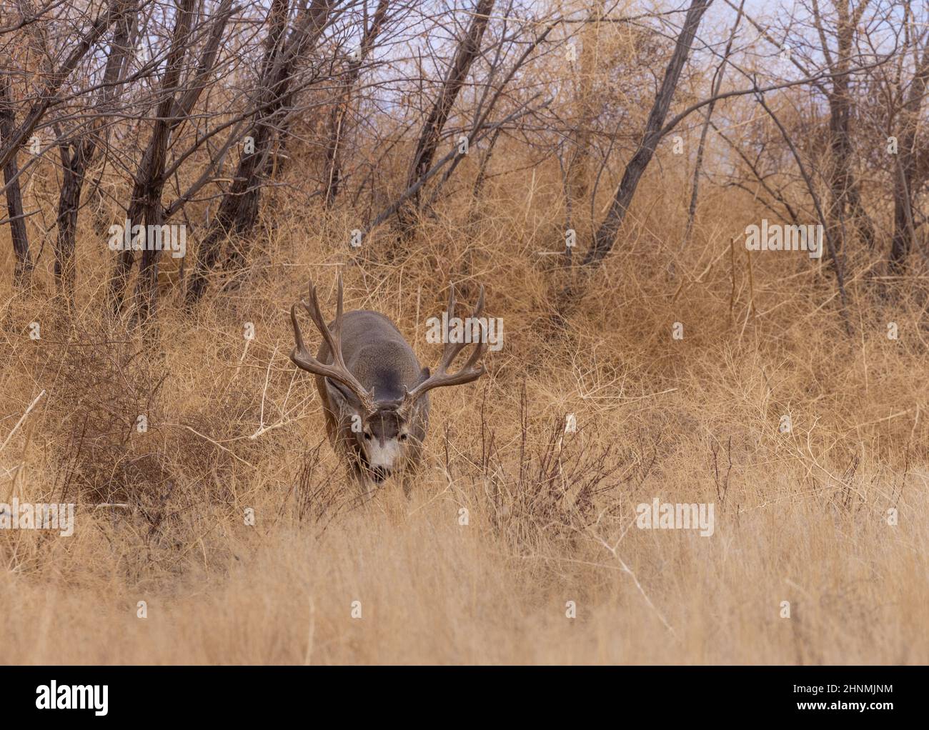 Buck Mule Deer During the Fall Rut in Colorado Stock Photo - Alamy