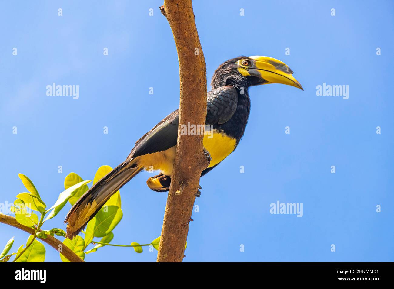 Great Indian Hornbill bird with big yellow beak bill and blue sky ...