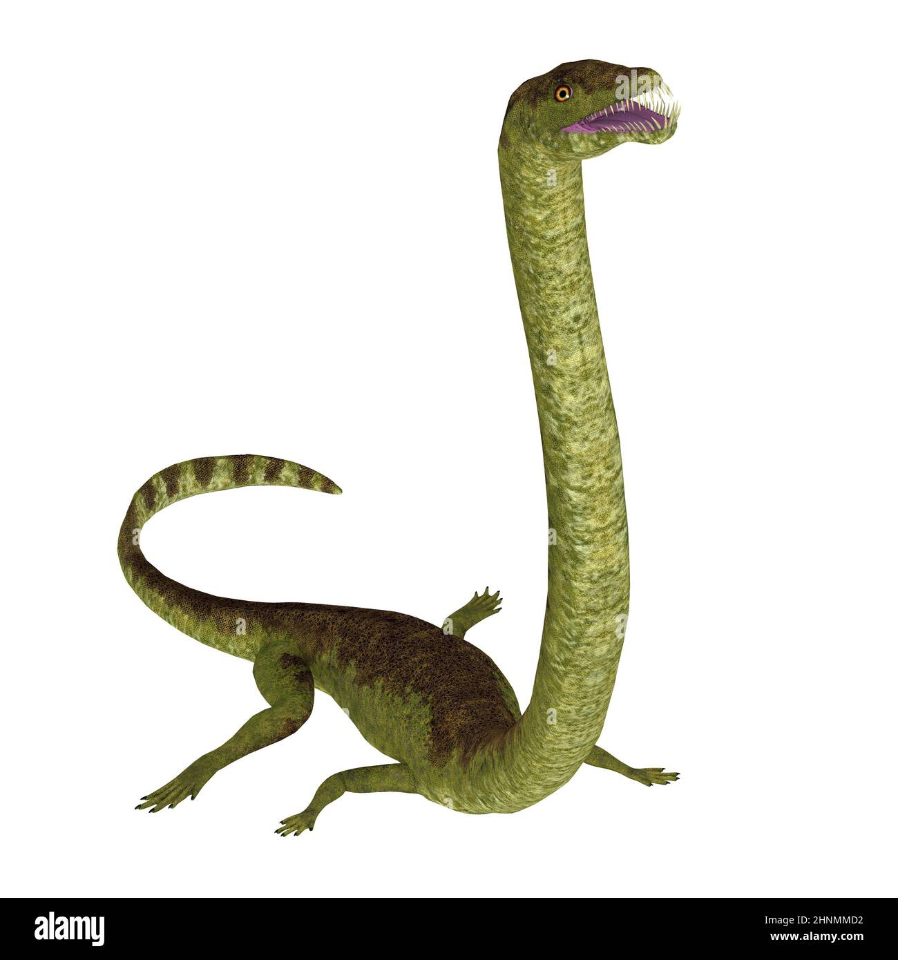 Pliosaur hi-res stock photography and images - Alamy