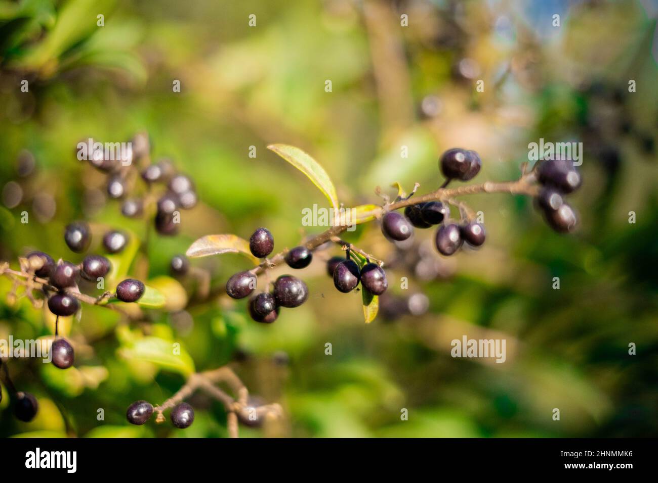 Privet berry hi-res stock photography and images - Alamy