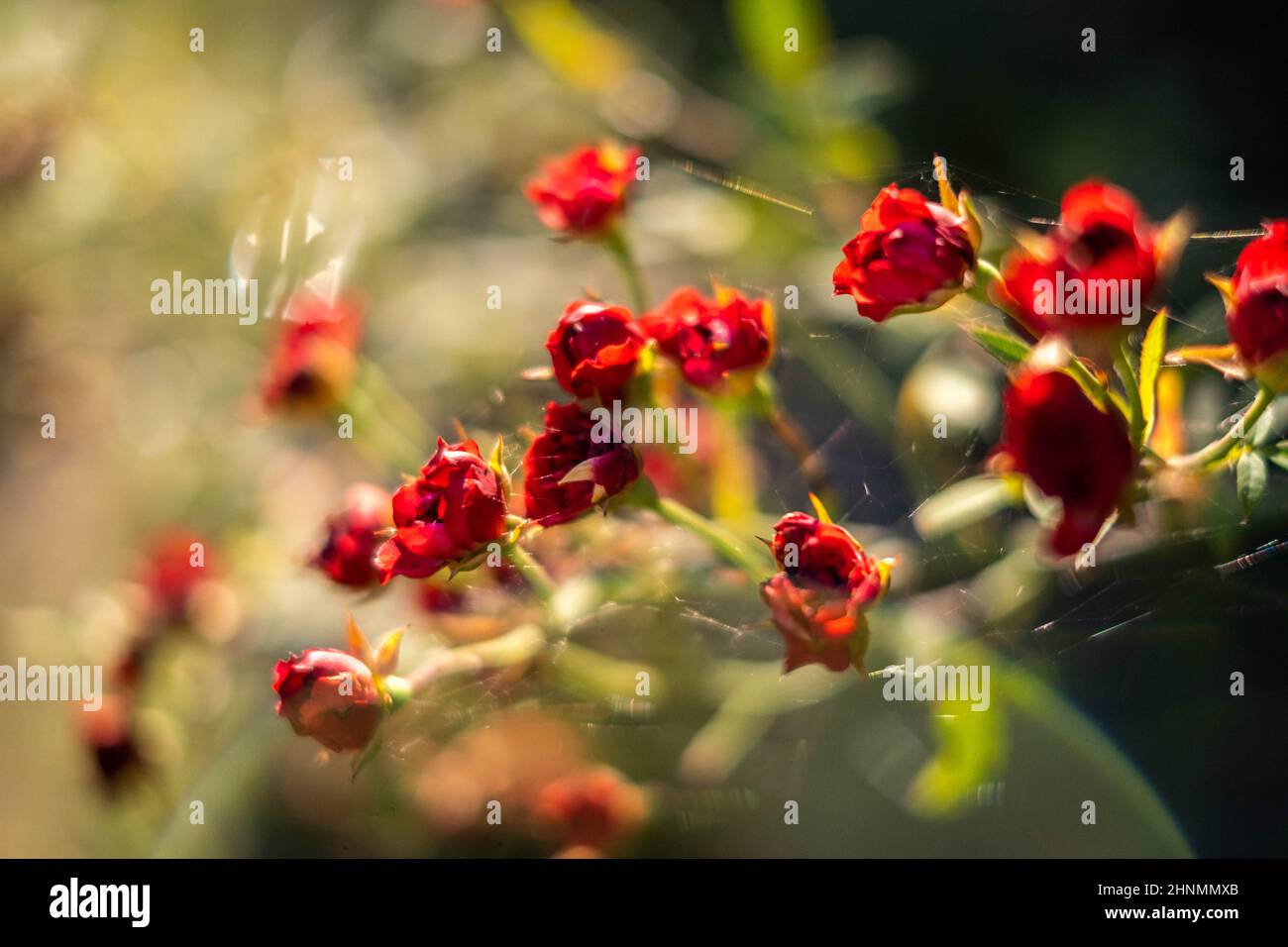 Small bush red roses wallpaper. Sunny branch of Stock Photo - Alamy