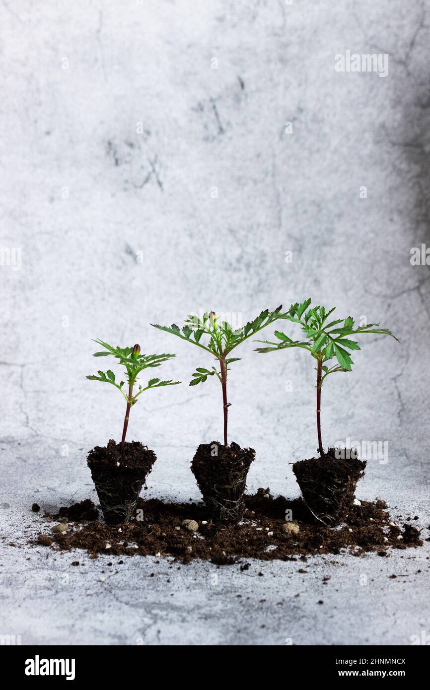 Marigold sprout hi-res stock photography and images - Alamy