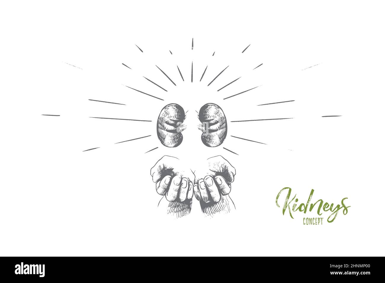 Kidneys concept. Hand drawn human kidneys anatomy in hands. Human ...