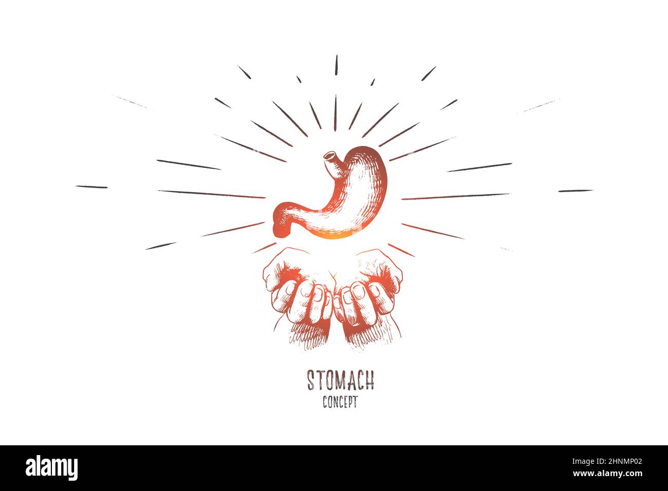 Stomach concept. Hand drawn human stomach in hands. Strong healthy ...