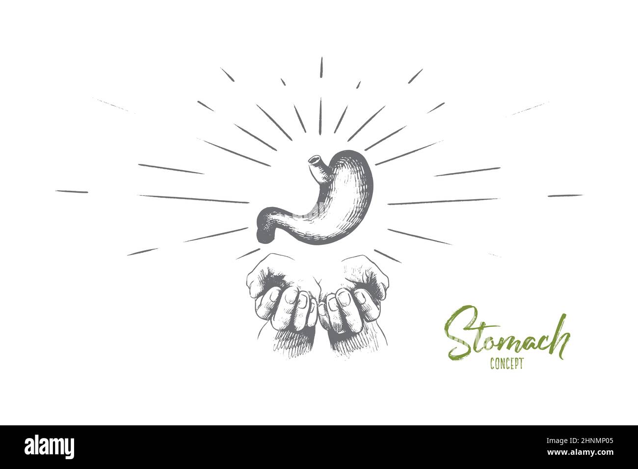 Stomach concept. Hand drawn human stomach in hands. Strong healthy ...