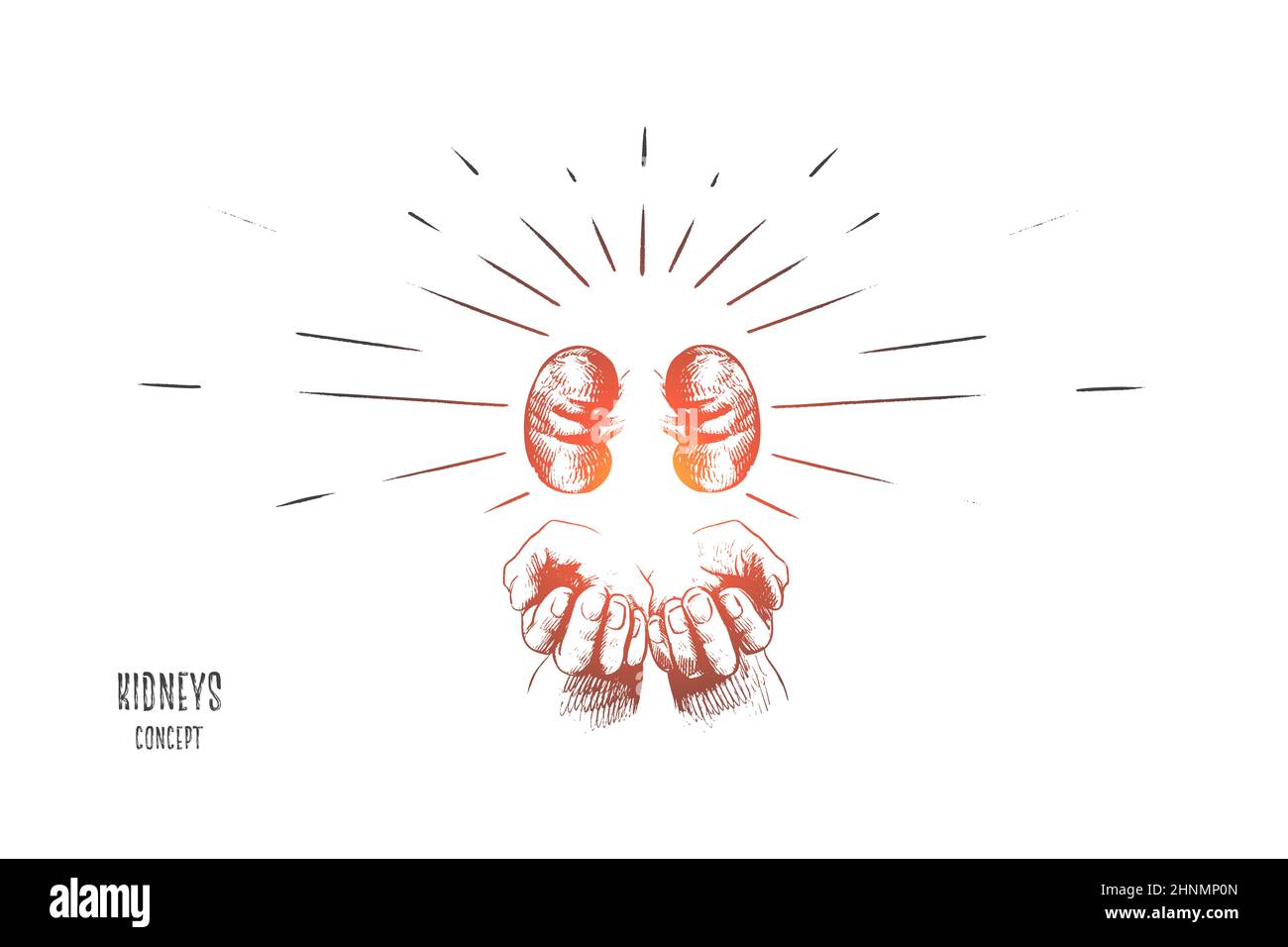 Kidneys concept. Hand drawn human kidneys anatomy in hands. Human ...