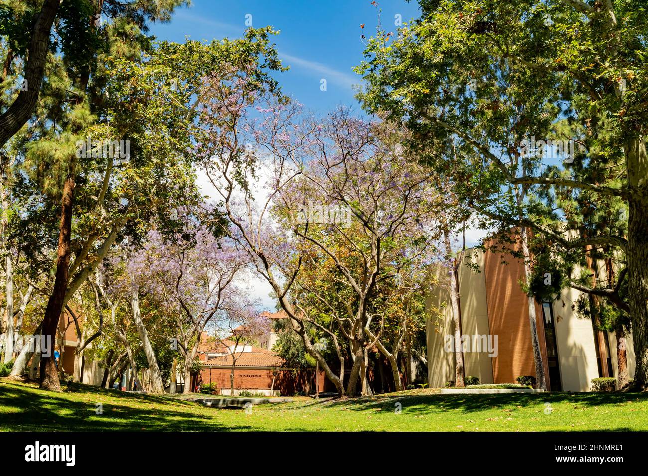 Jacaranda trees los angeles hi-res stock photography and images - Alamy